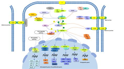Hippo Signaling Pathway Cusabio