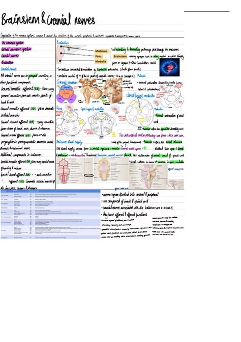 Brainstem And Cranial Nerves Lecture Notes Medicine A100 Stuvia Uk