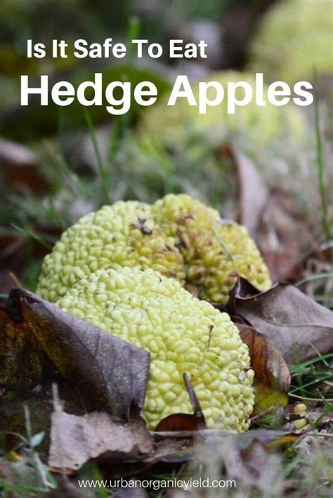 Fruit Trees Home Gardening Apple Cherry Pear Plum Green Bumpy