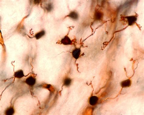 Granule Cells In Cerebellar Cortex Light Micrograph Stock Image