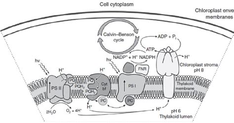 Figure 1 1 From Design And Characterization Of A Miniature Photobioreactor For Microalgae