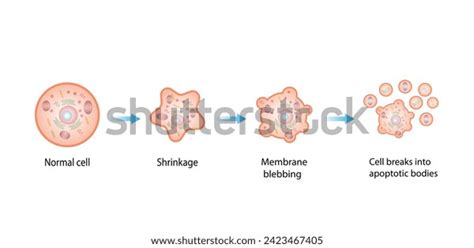 Cell Shrinkage Over 49 Royalty Free Licensable Stock Illustrations