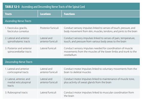 Spinal Tracts Functions