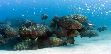 grouper luna sexy groupers united