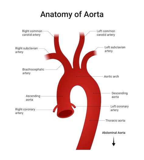 Premium Vector Anatomic Diagram Of The Aorta