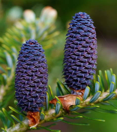 Пихта корейская (Abies Koreana) - Интернет-магазин садовых растений ...