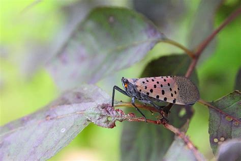 When Do Spotted Lanternflies Lay Eggs