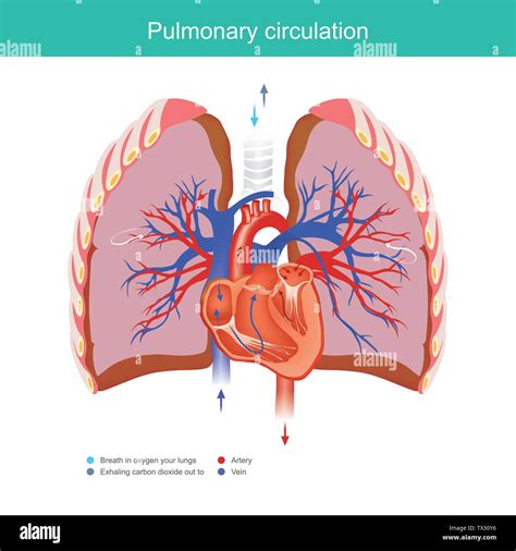 Diagram Pulmonary Circulation System Systemic And Pulmonary