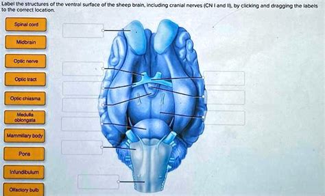 Label The Structures Of The Ventral Surface Of The Sheep Brain