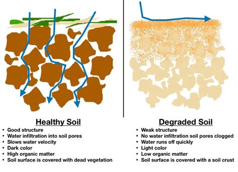 Soil Structure Symbiosis Agriculture Soil Structure Symbiosis Agriculture