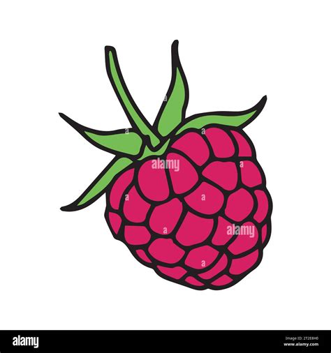 Raspberries White Background With Raspberry Vector Illustration Stock Vector Image And Art Alamy
