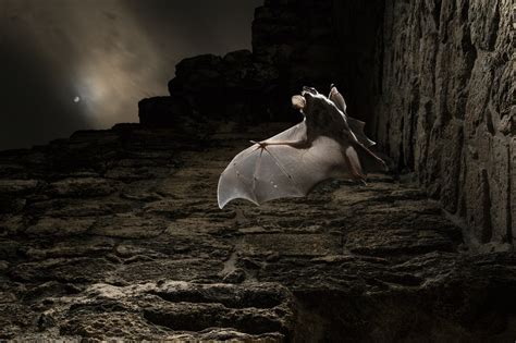 Anand Varma And The Brilliance Of The Minuscule — Exploration Connections