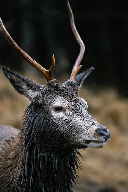 Deer At The Glen Etive Scotland Premium Ai Generated Image