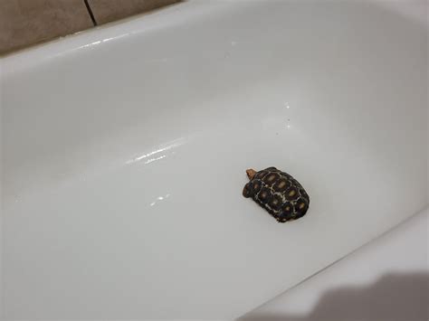 Upgrading From A Large Tupperware To The Bath Tub R Tortoise