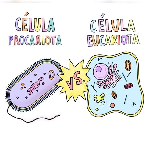 Resumen Diferencias Célula Procariota Y Eucariota Celula Procariota Y Eucariota Eucariota