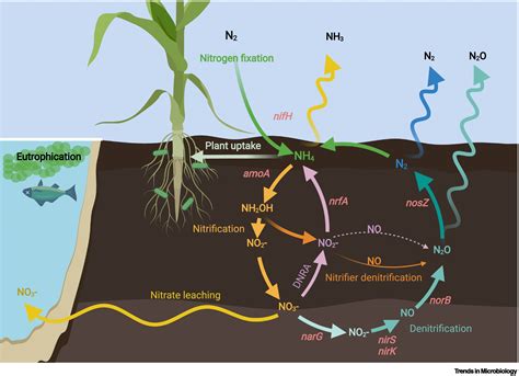 Nitrogen Uses In Plants