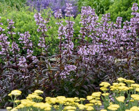 Foxglove Beardtongue Gardenia