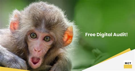 Digital Audit Mct Web