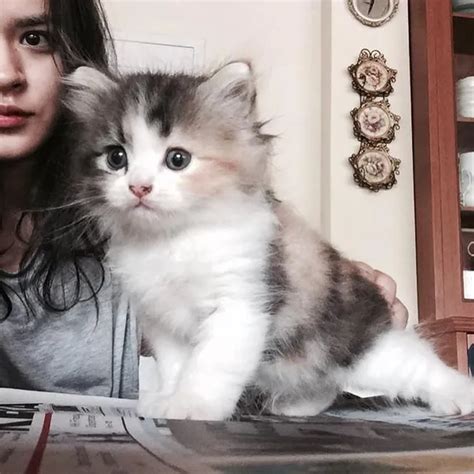 8 Portraits Of Indonesian Celebrities Showing Their Love For Cats As
