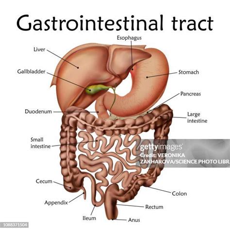 Gastrointestinal Tract Illustration High Res Vector Graphic Getty Images