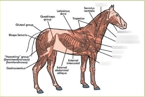 Muscular System Of An Animal Part 1 Diagram Quizlet