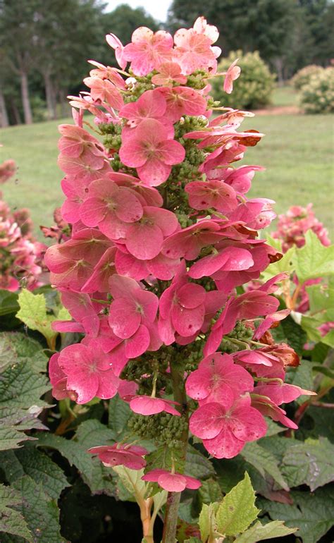 Hydrangea Quercifolia Ruby Slippers Nurseries Caroliniana