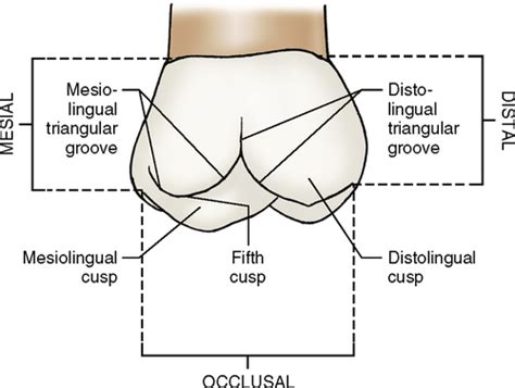 15 Molars Pocket Dentistry