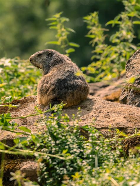 Swiss Alpine Marmot On Behance