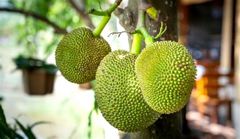 How To Eat Jackfruit A Simple Guide To Enjoy This Fruit