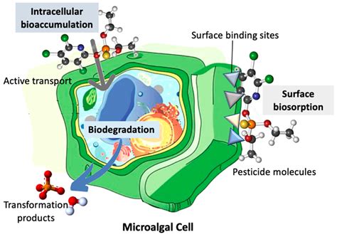 Bioremediation Using Algae