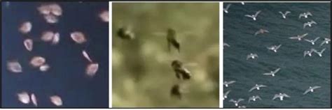 80开源数据集资源汇总（包含目标检测、医学影像、关键点检测、工业检测等方向）shwd数据集 Csdn博客