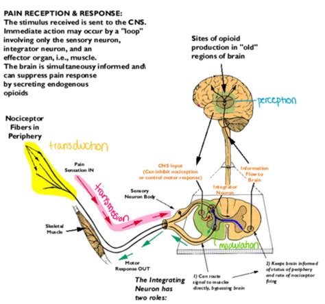 Midterm Review Flashcards Quizlet