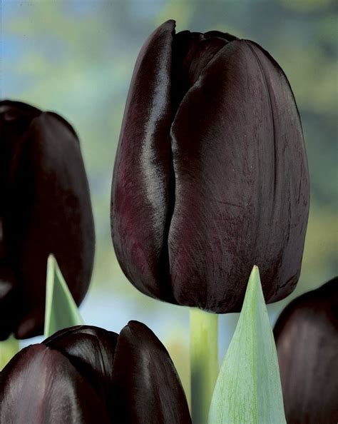 Tulip Bulbs Queen Of Night Most Popular Black Tulip Tulip Store
