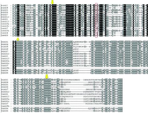 The Multiple Sequence Alignment Profile Of Piwi Domain Of The Amino