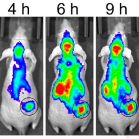 Fluorescence Imaging In Vivo After Intravenous Injection With Squpcn