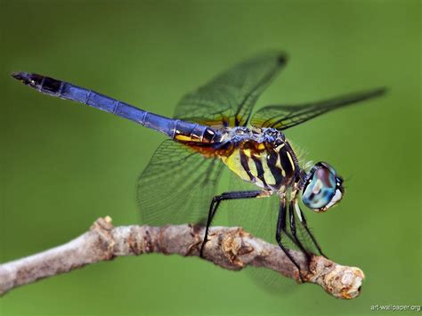 Dragonfly Dragonfly Insects Dragonfly Wallpaper