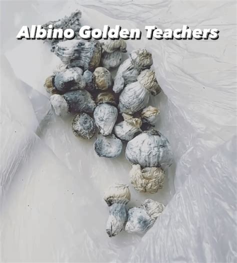 These Dont Look Like Golden Teachers To Me Are They Rshroomid