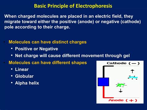 Electrophoresis Pptx