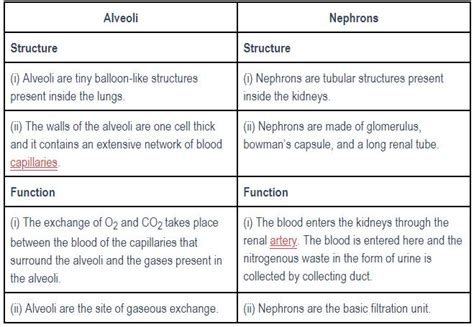 Give Four Differences Between The Alveoli And Nephron On The Base Of