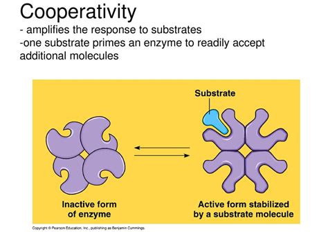 Metabolism Ppt Download