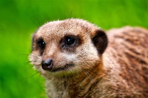 Meerkat坐在高清图片下载 正版图片507353673 摄图网