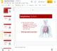Introduction To The Respiratory System Google Slides Presentation