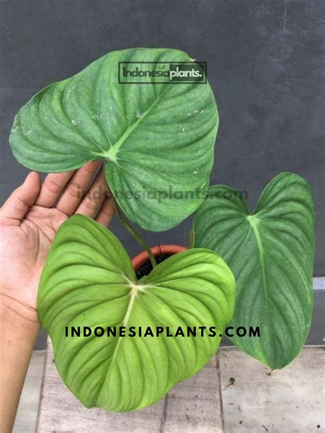 Philodendron Confident Indonesiaplants