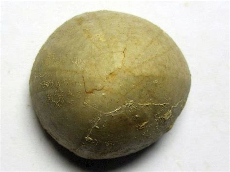 Conulus Albogalerus Leske 1778 Member Collections The Fossil Forum