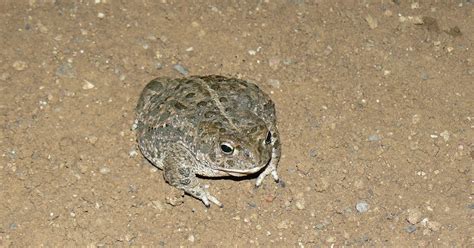 Museo De La Naturaleza De Daroca Noche De RocÍn Flaco Y Sapo Corredor