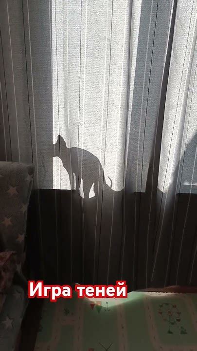 Игра теней Catshorts Cats смешныекоты котята Catlover Youtube