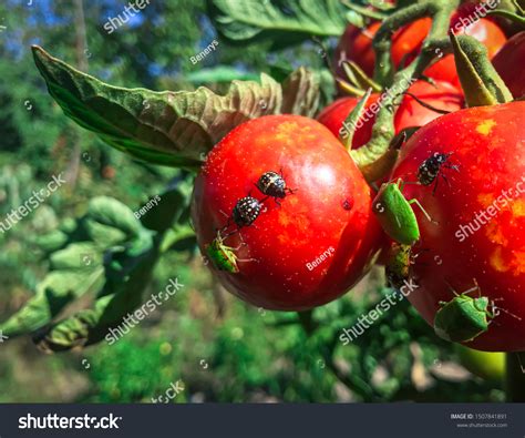 Insect Eating Tomato Plant Photos And Images And Pictures Shutterstock
