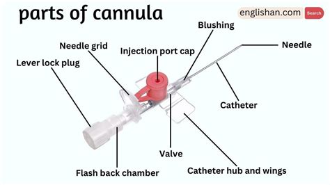 Parts Of Cannula Names In English Englishan