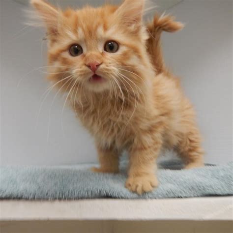 Candy Corn The Kitten Already Feeling Better After A Bout Of Kennel