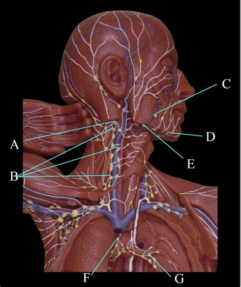 Lymphatic 5 Diagram Quizlet
